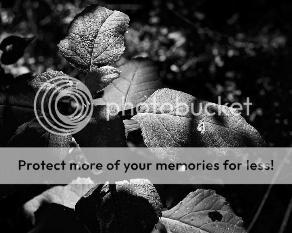 Broad Leaves - PentaxForums.com